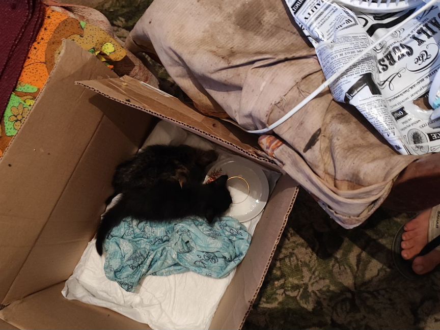 Котята в добрые руки с кормом