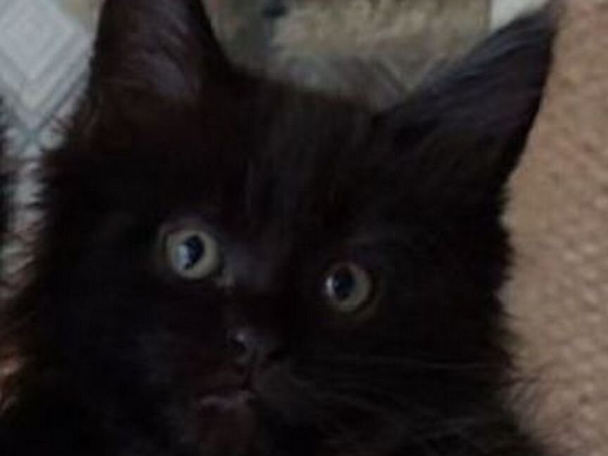 Котята мэйн кун