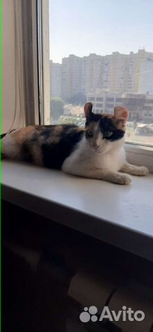 Ушастое чудо в добрые руки