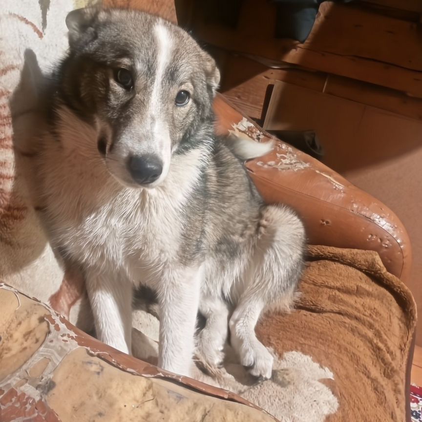 Щенок в добрые руки