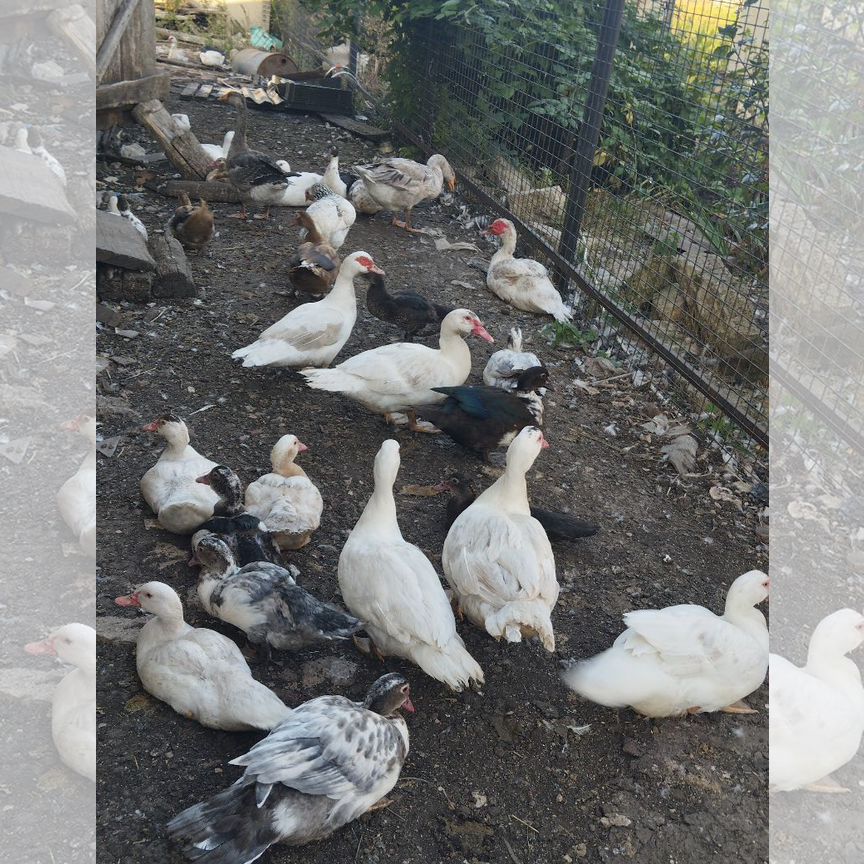 Мускусные утки индоутки индоутята