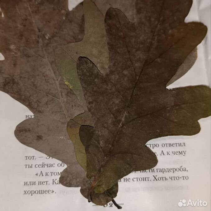 Дубовые листья аквариум