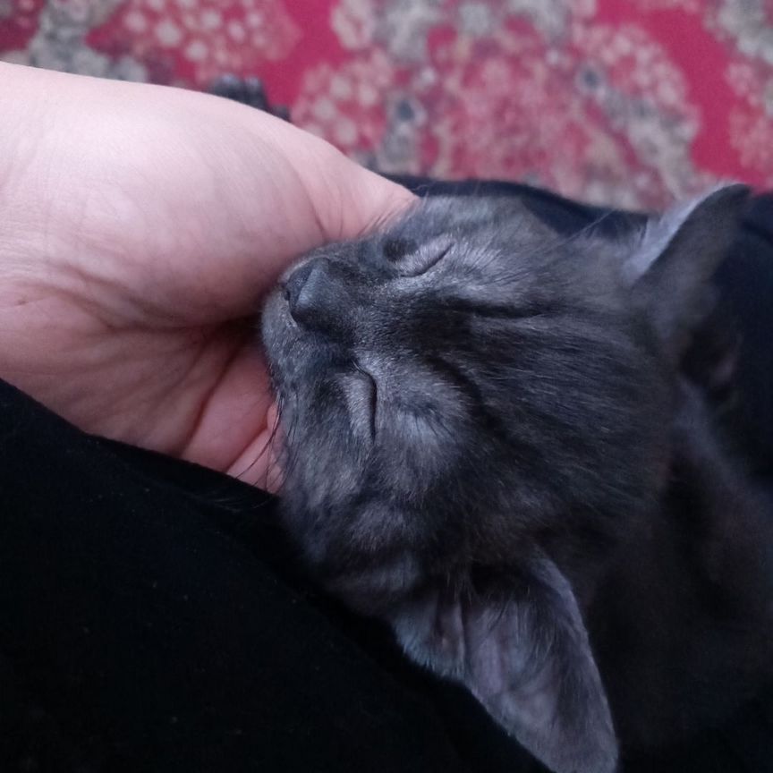 Отдам котенка только в очень добрые руки)