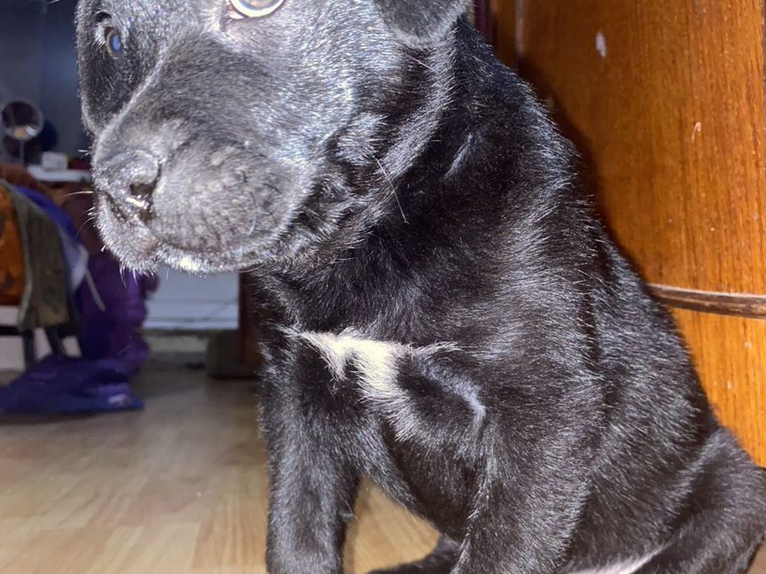 Щенок кане корсо