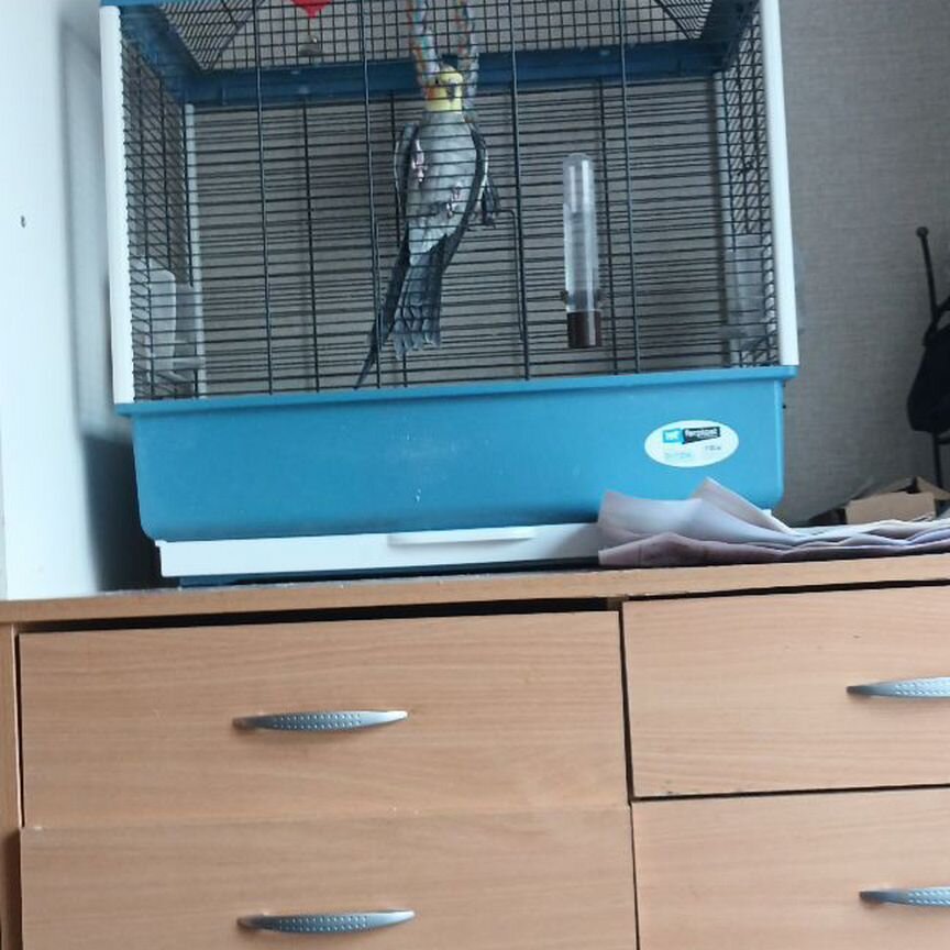 Попугай корелла с клеткой