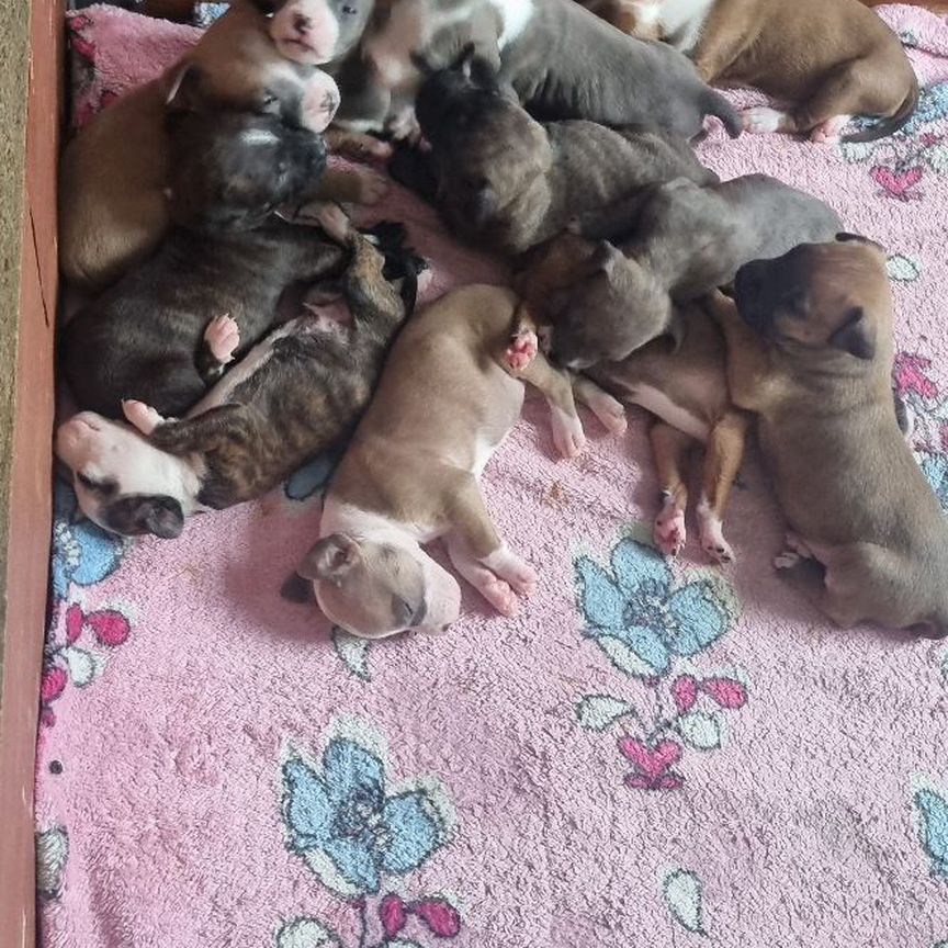 Американский Стаффтерьер