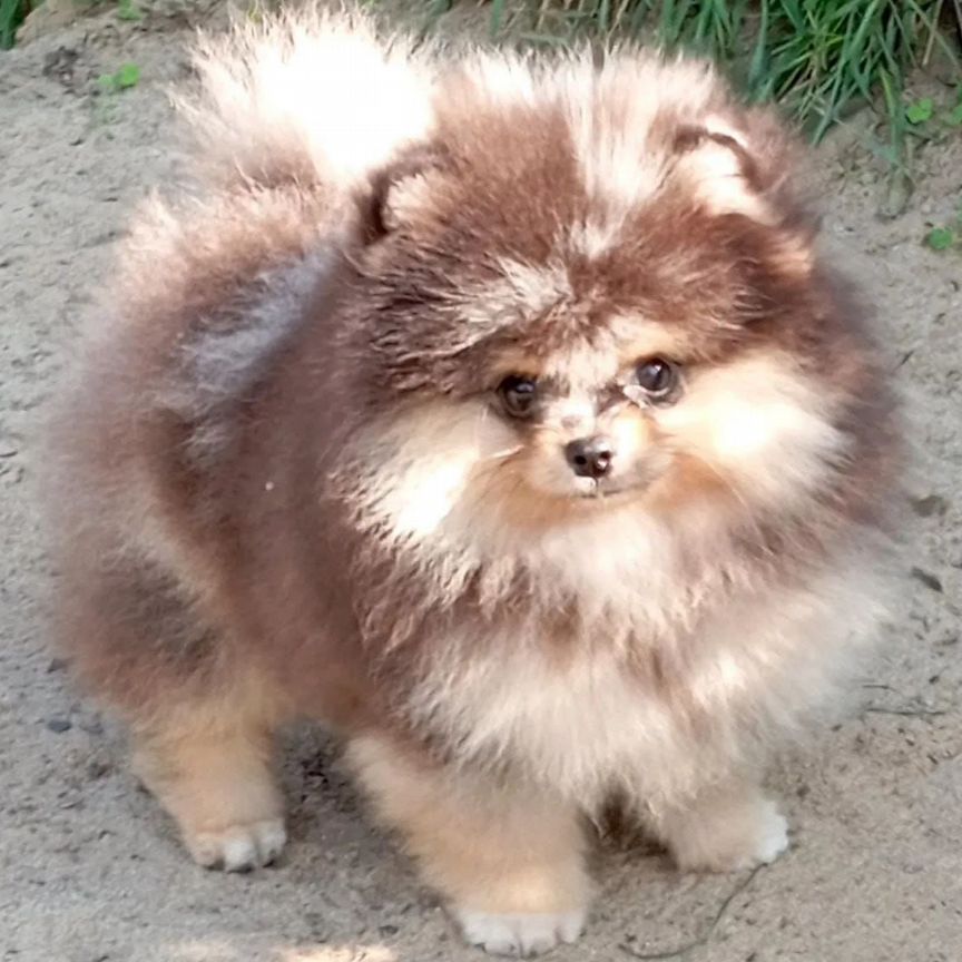 Померанский шпиц