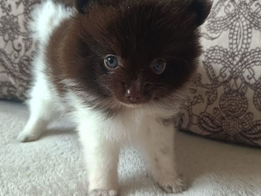 Щенки померанского шпица,патиколорного окраса