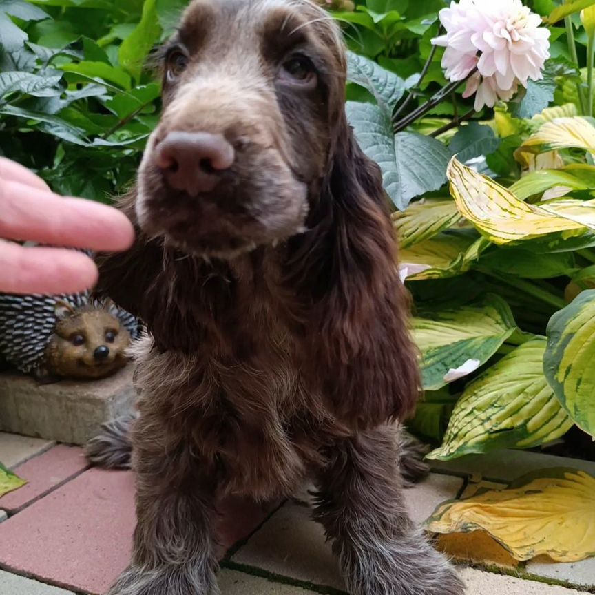 Парень. Английский кокер спаниель. РКФ