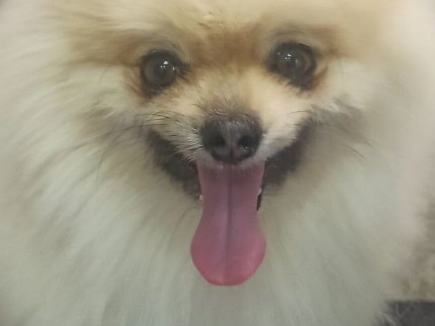 Случка шпиц