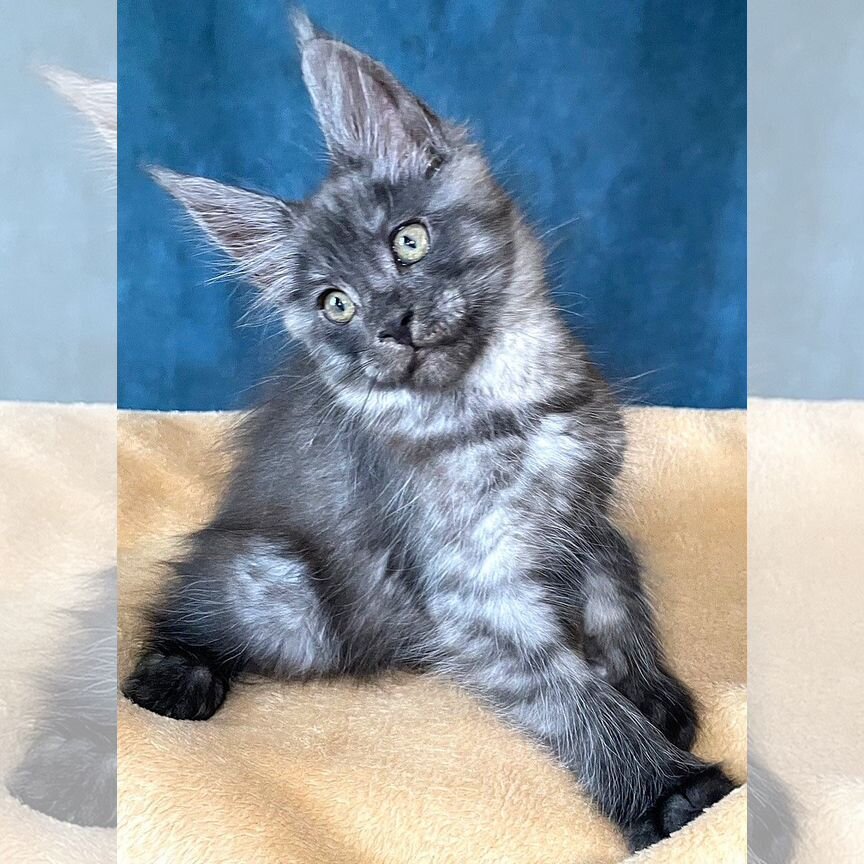 Мейн-кун котёнок