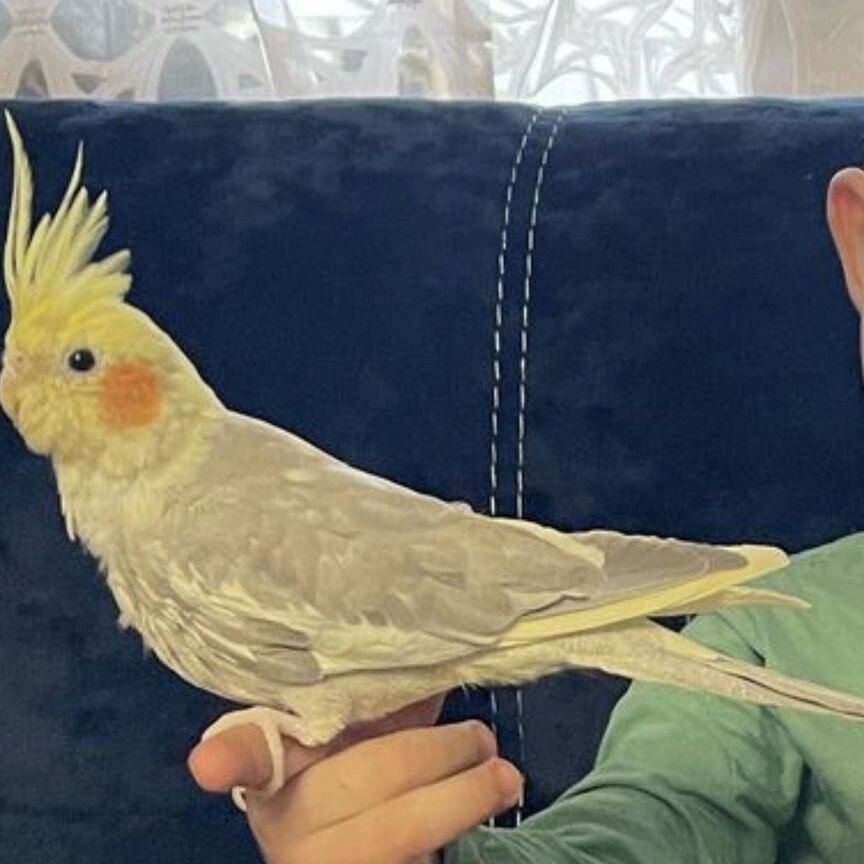 Попугай корелла ручной