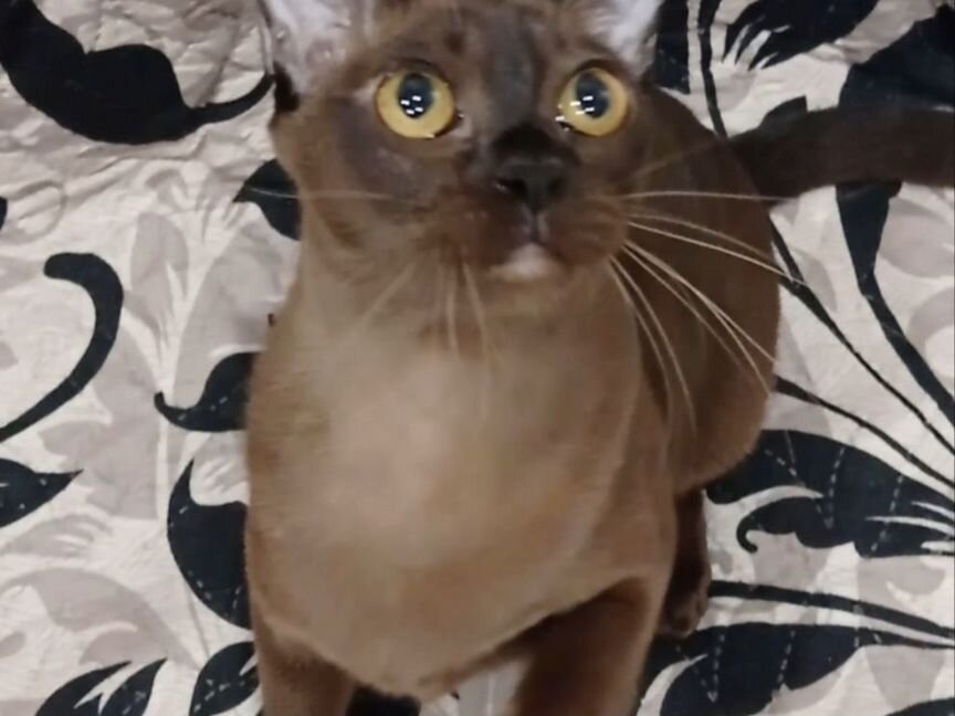 Бурманская кошечка