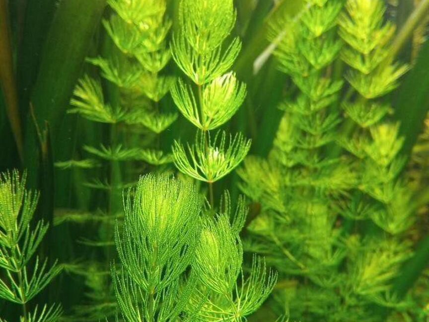 Ветка роголистника и наяс