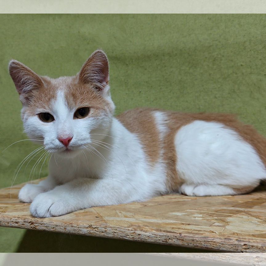 Котик Сиропчик ищет дом