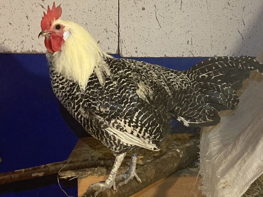 Петух Брекель