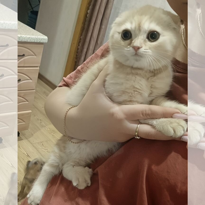 Шотландский вислоухий короткошёрстный котёнок