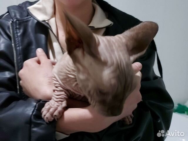 Кот сфинкс бамбино