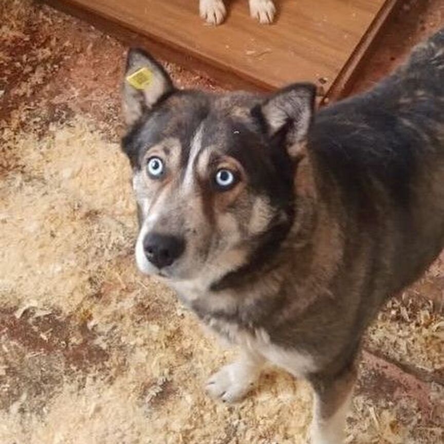 Голубоглазый пёсик в добрые руки бесплатно