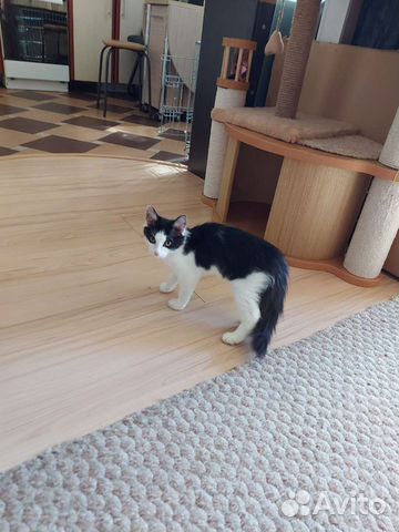 Сибирская кошка кот в дар котенок 3 месяца