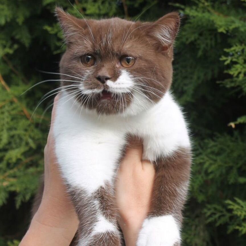Британские котята