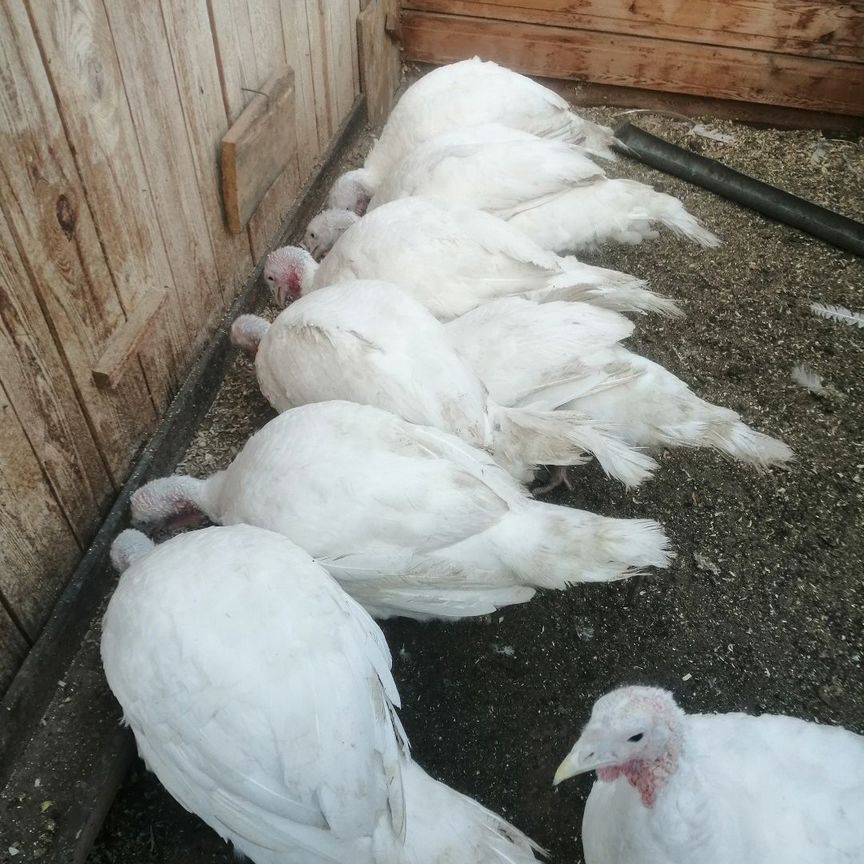 Индюки биг 6