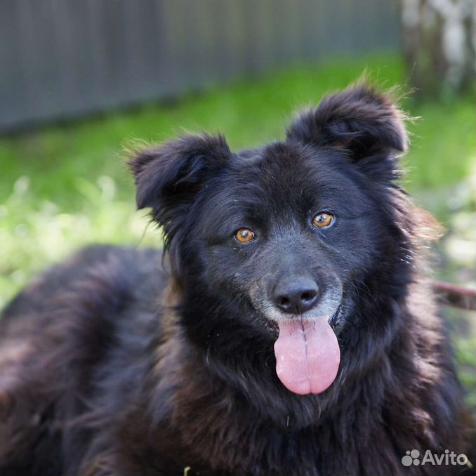 В добрые руки хорошенькая собака Майя