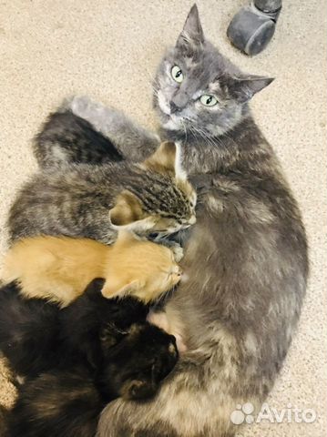 Котята в добрые руки