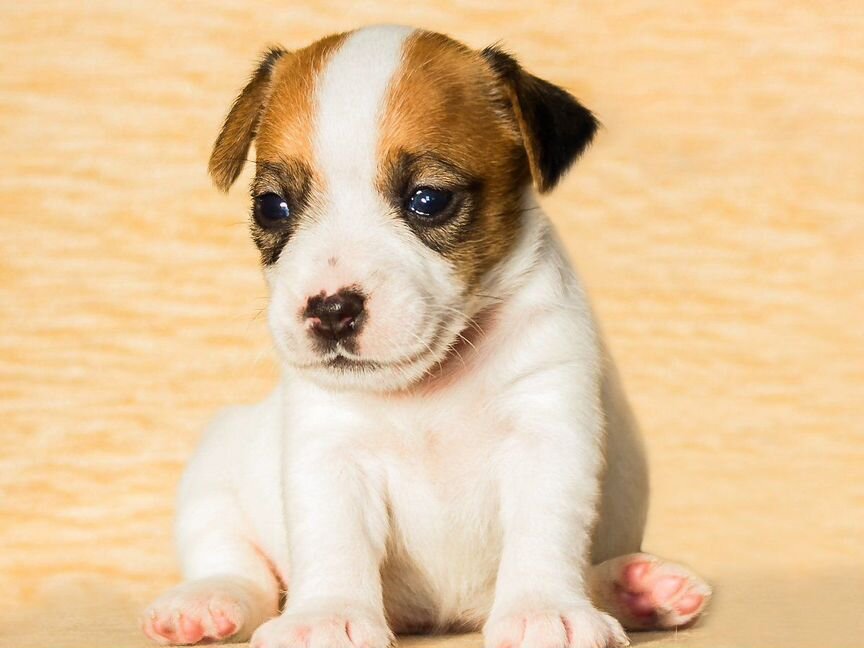 Джек Рассел терьер