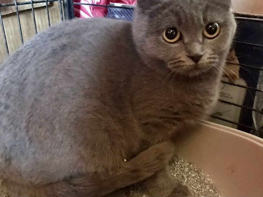 Котята-подростки серо-голубые и чёрные. Бесплатно