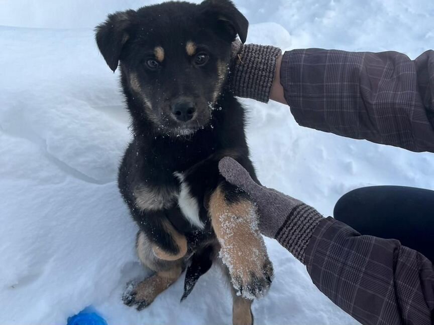 Щеночек подросток в добрые руки