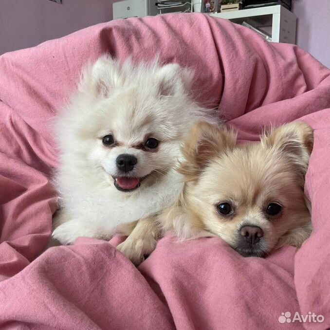 Померанский шпиц, два красавца