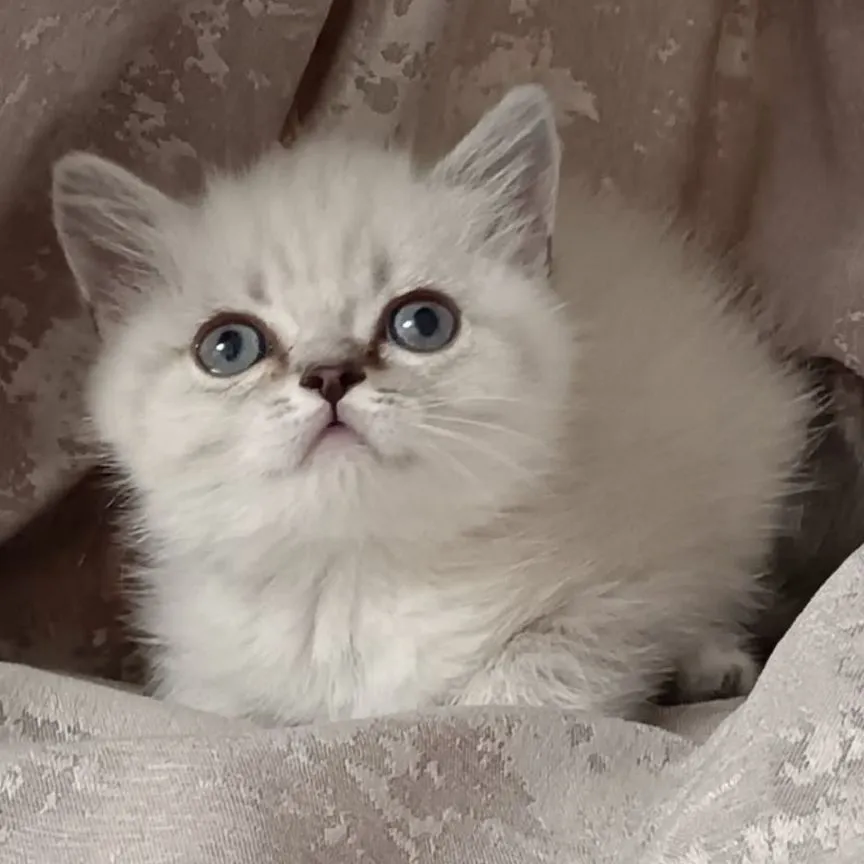 Британские котики