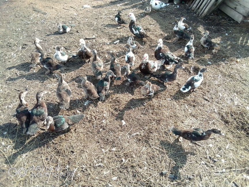 Утята индоутки цена договорная