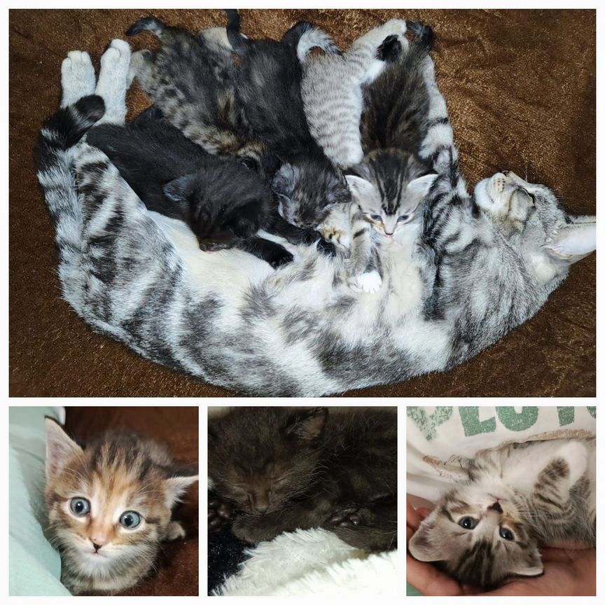 Котята в добрые руки бесплатно