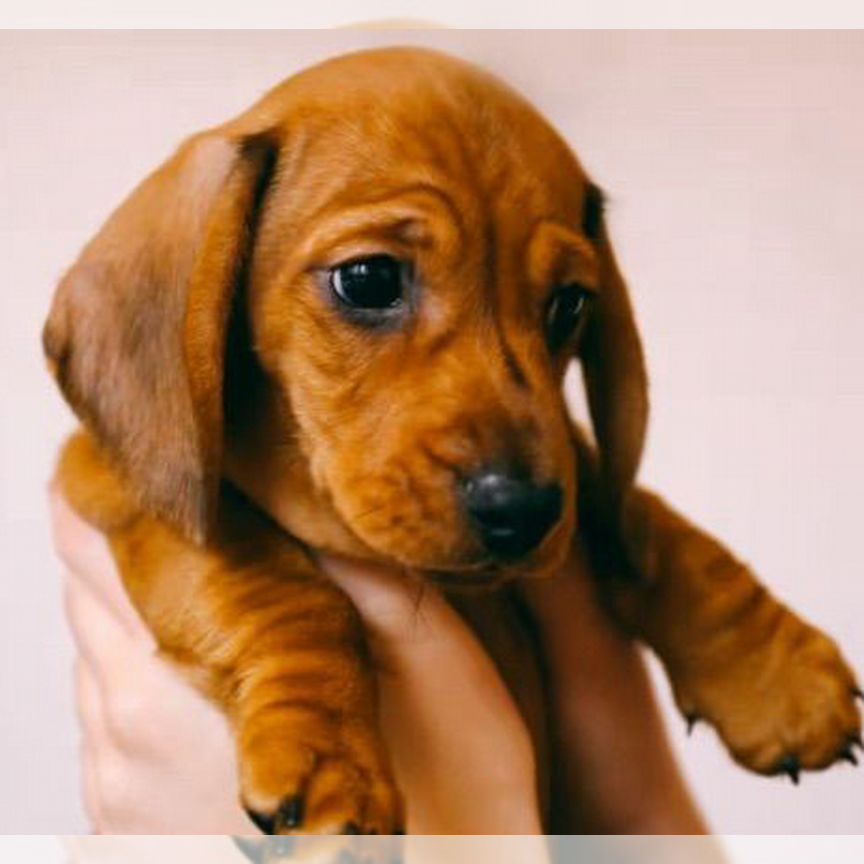 Карликовая такса, щенок