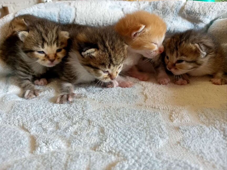 Котята в добрые руки