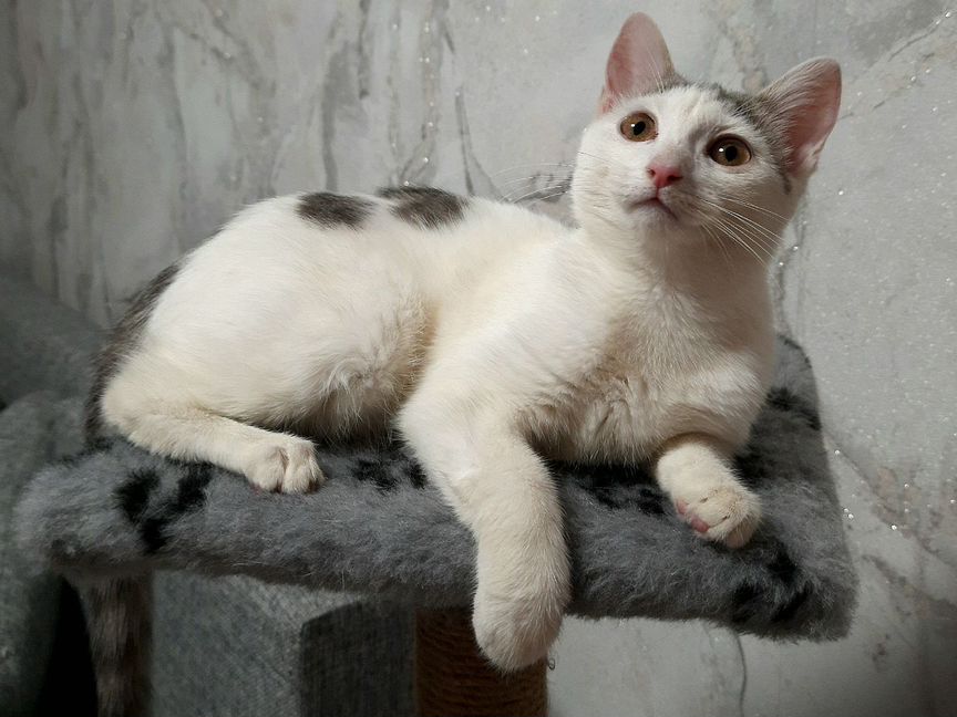 Котенок белый серый