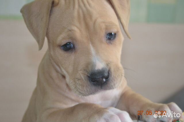 Щенки стаффорда