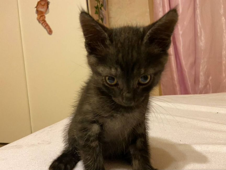 Котята бесплатно в хорошие руки