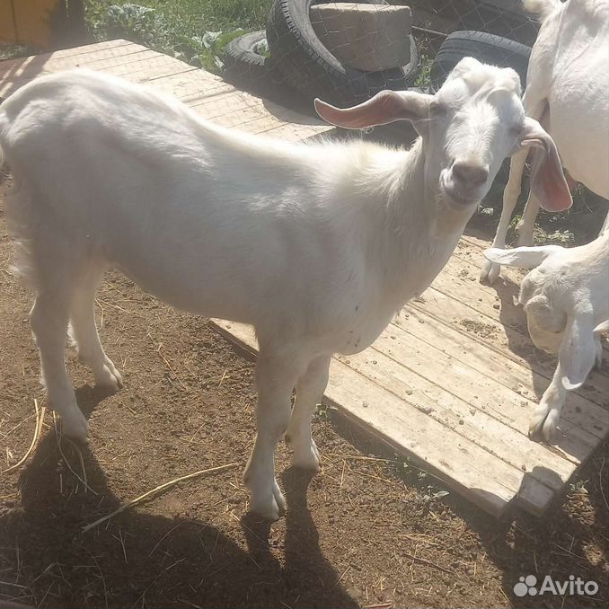 Козлик на случку