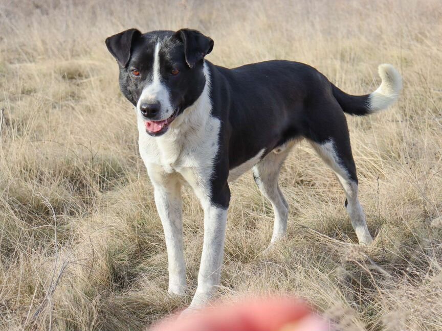 Серьезный охранник в дар