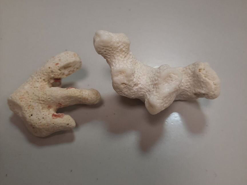 Белый коралл