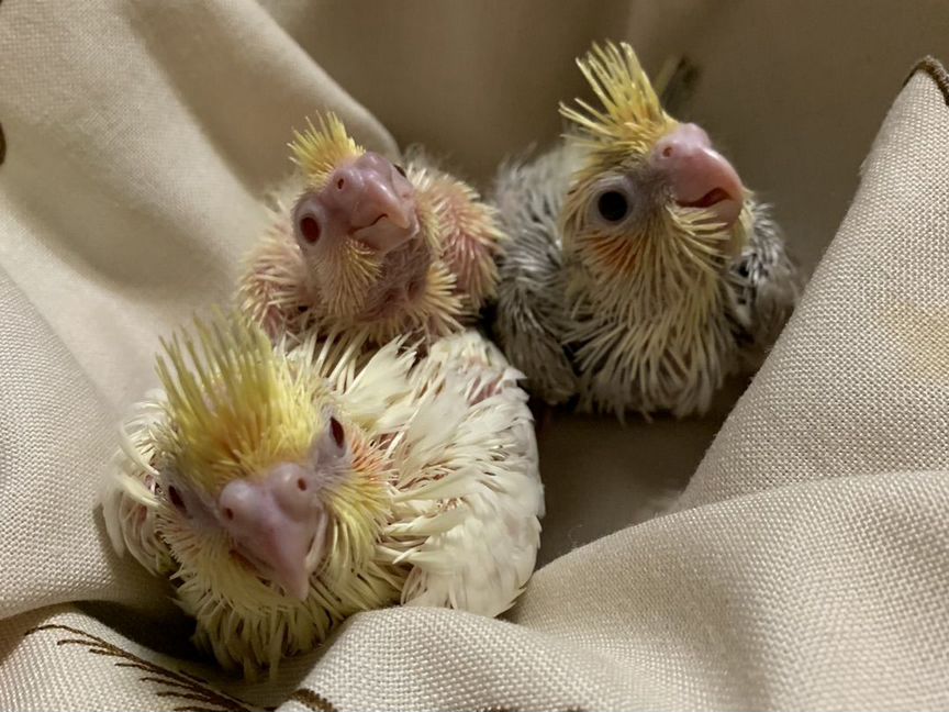 Корелла выкормыш