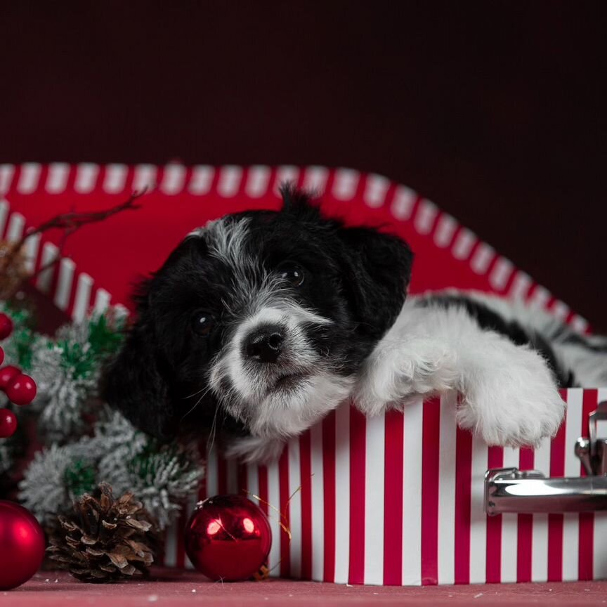 Щенки джек рассел терьер жесткошерстный