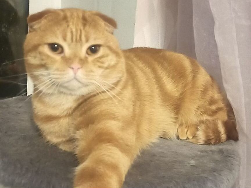Шотландский рыжый мраморный кот на вязку