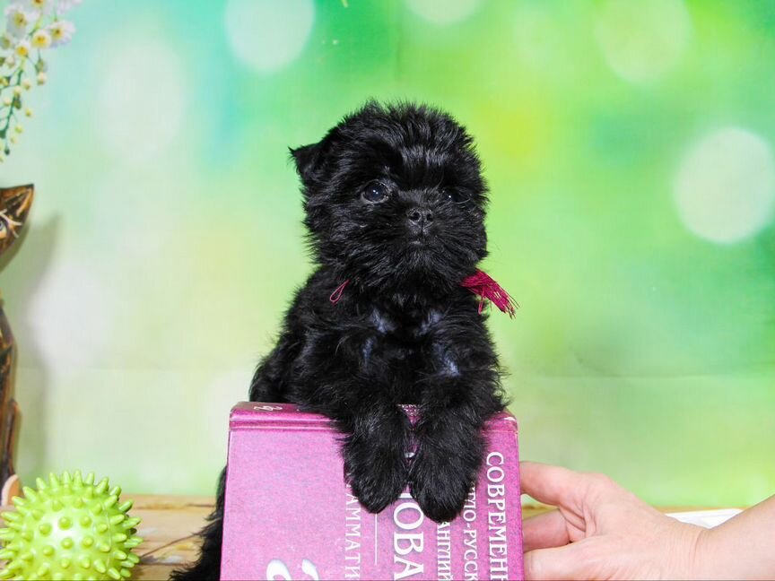 Собачка редкая, маленькая порода аффенпинчер