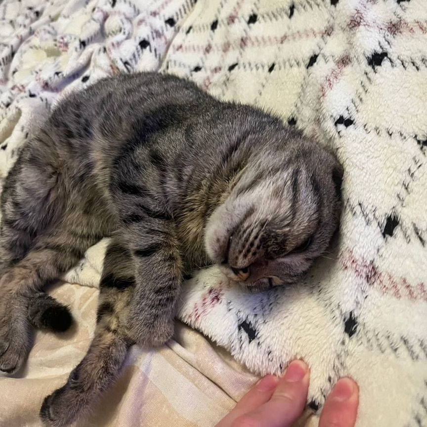 Ласковый котенок в добрые руки