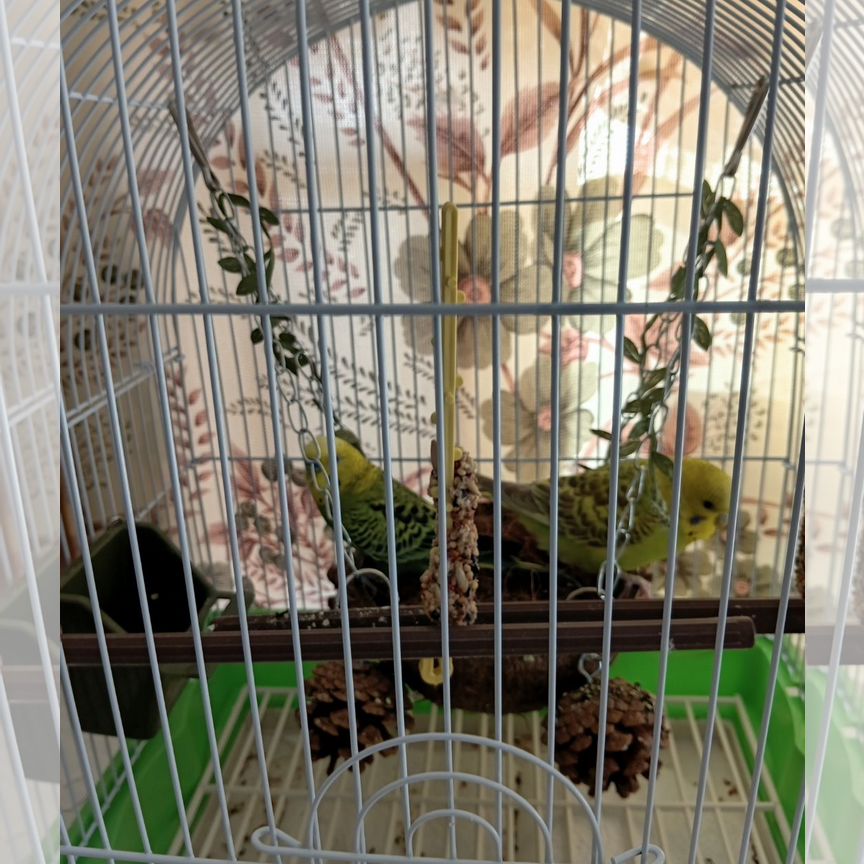 Волнистый попугай