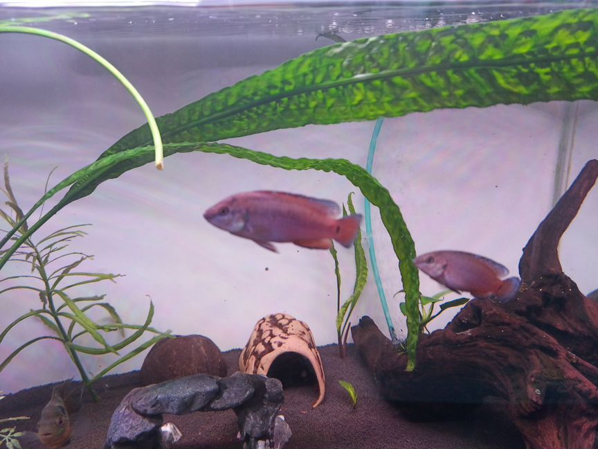 Хемихромис эксул